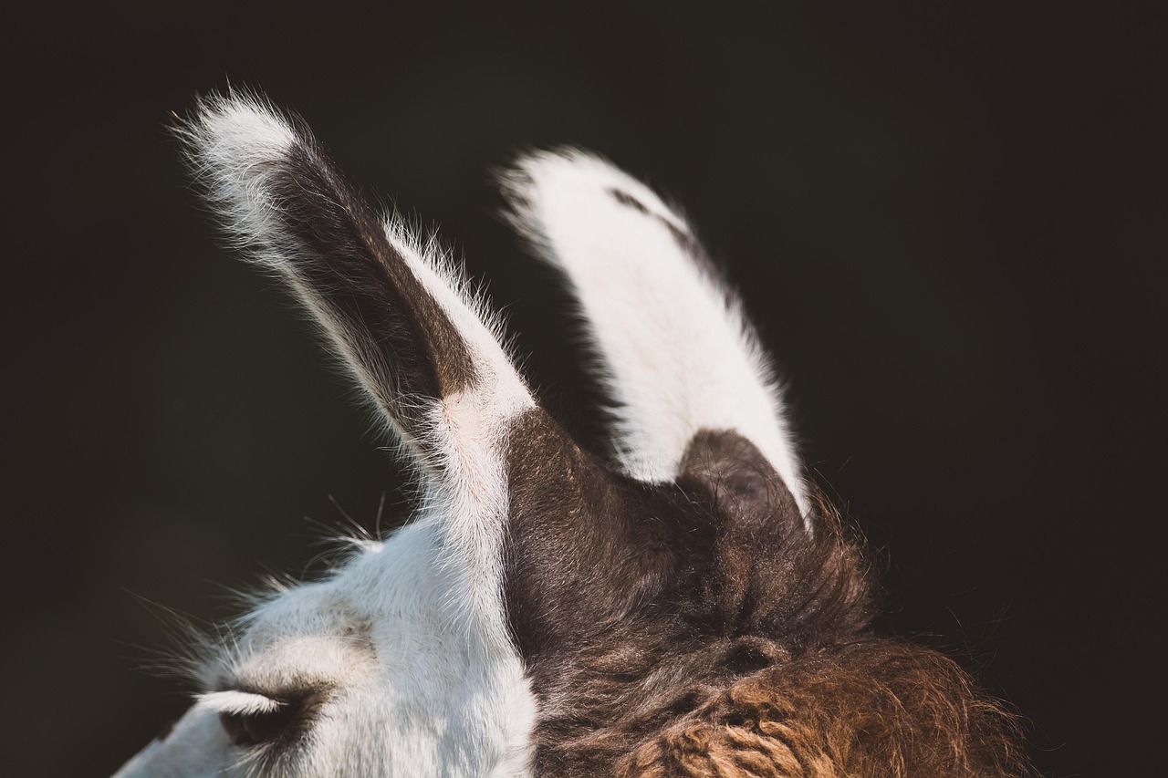 Lama Kafa Kulaklar - Pixabay'de ücretsiz fotoğraf - Pixabay