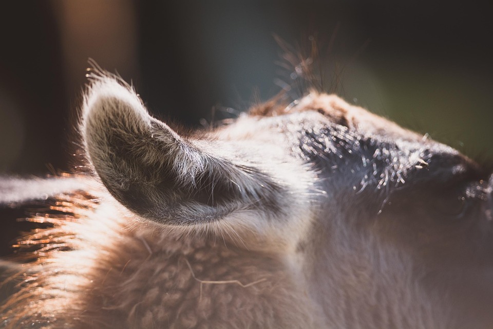 Lama Diriger Oreille - Photo gratuite sur Pixabay - Pixabay