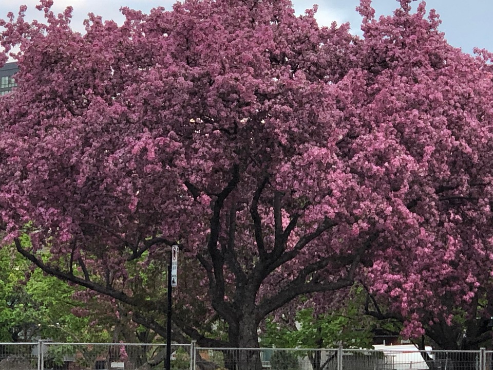 Tree Bloom Blossom - Free photo on Pixabay - Pixabay