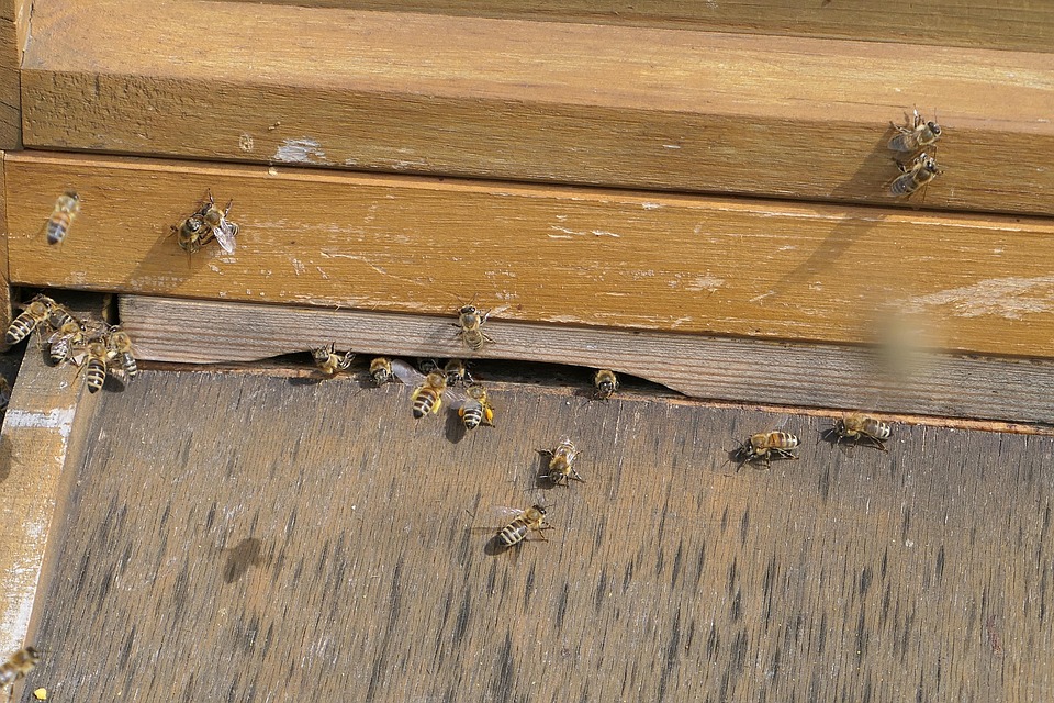 Bees Beehive Beekeeping - Free photo on Pixabay