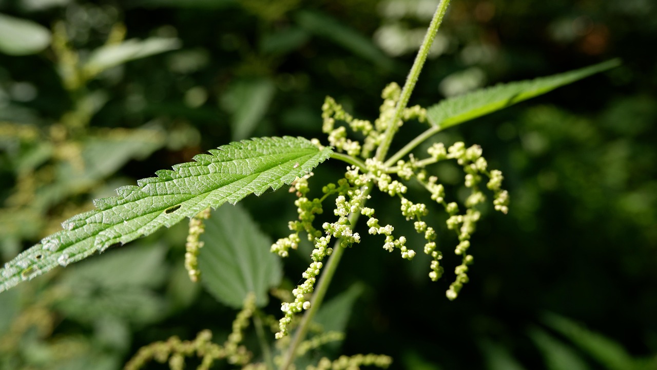 Ortiga Verde Naturaleza - Foto gratis en Pixabay - Pixabay