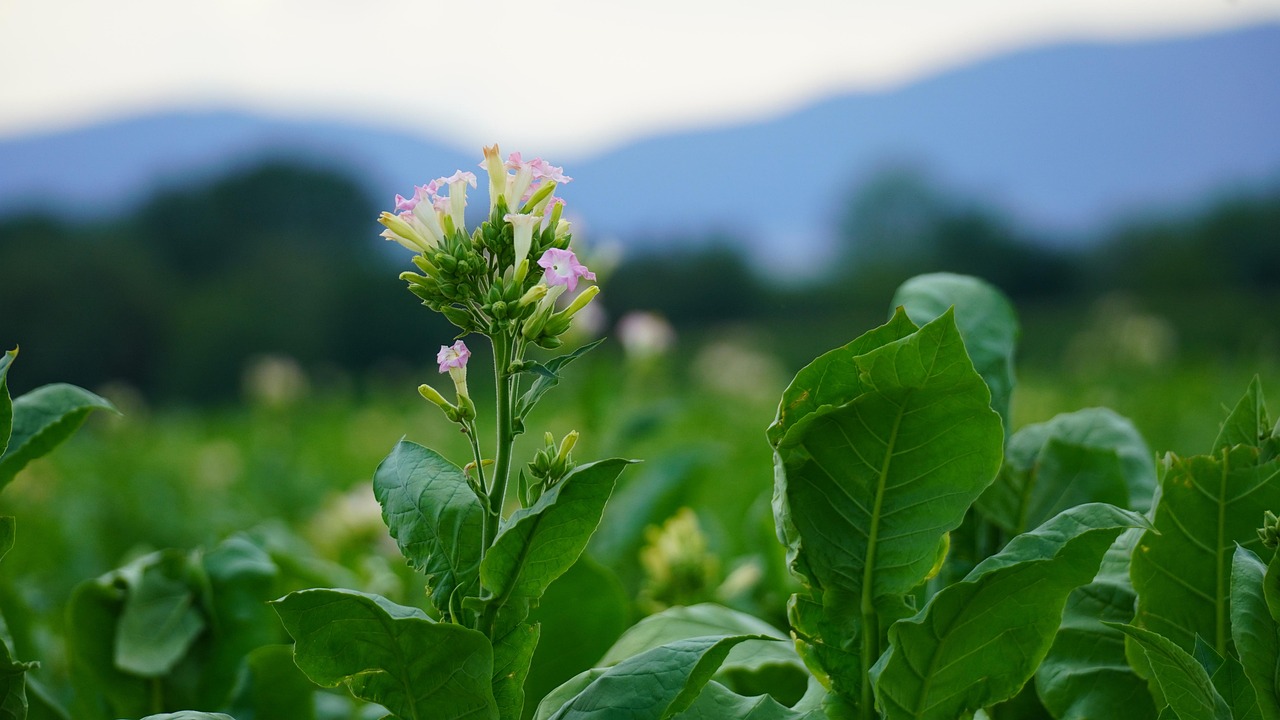 Tobacco Field Plants Green - Free photo on Pixabay - Pixabay