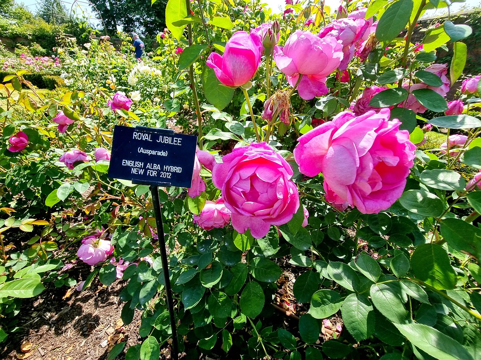 Englishrose Davidaustinroses Rose - Gratis foto på Pixabay - Pixabay