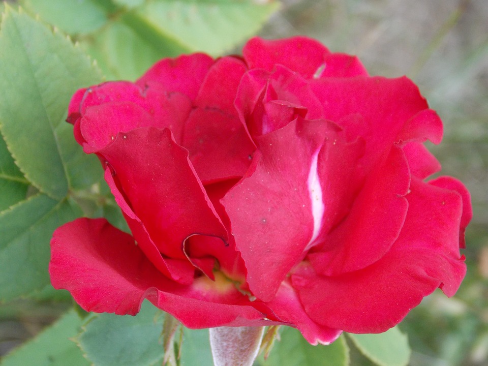 Rose Natur Flora - Gratis foto på Pixabay - Pixabay