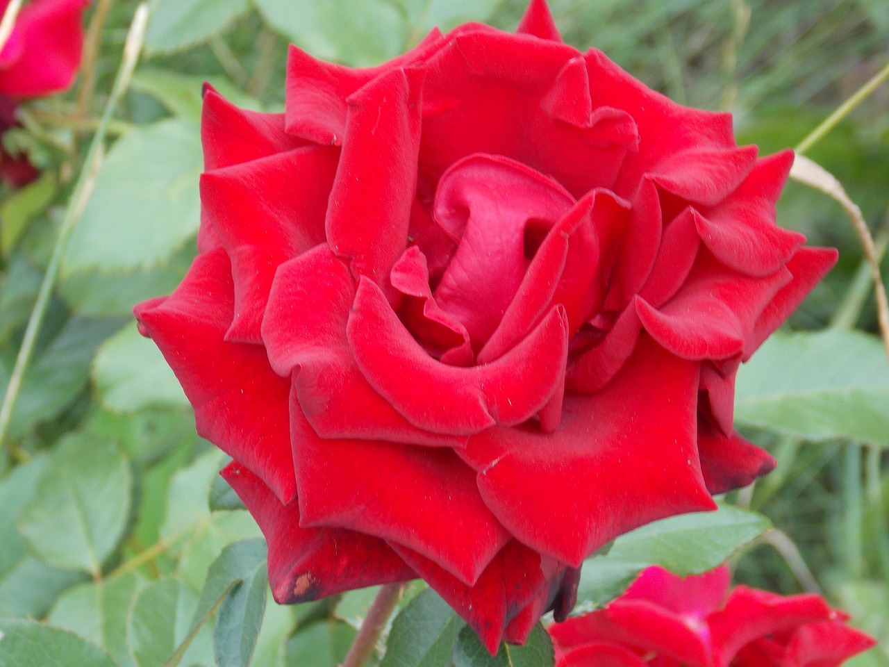 Rose Natuur Flora - Gratis foto op Pixabay - Pixabay