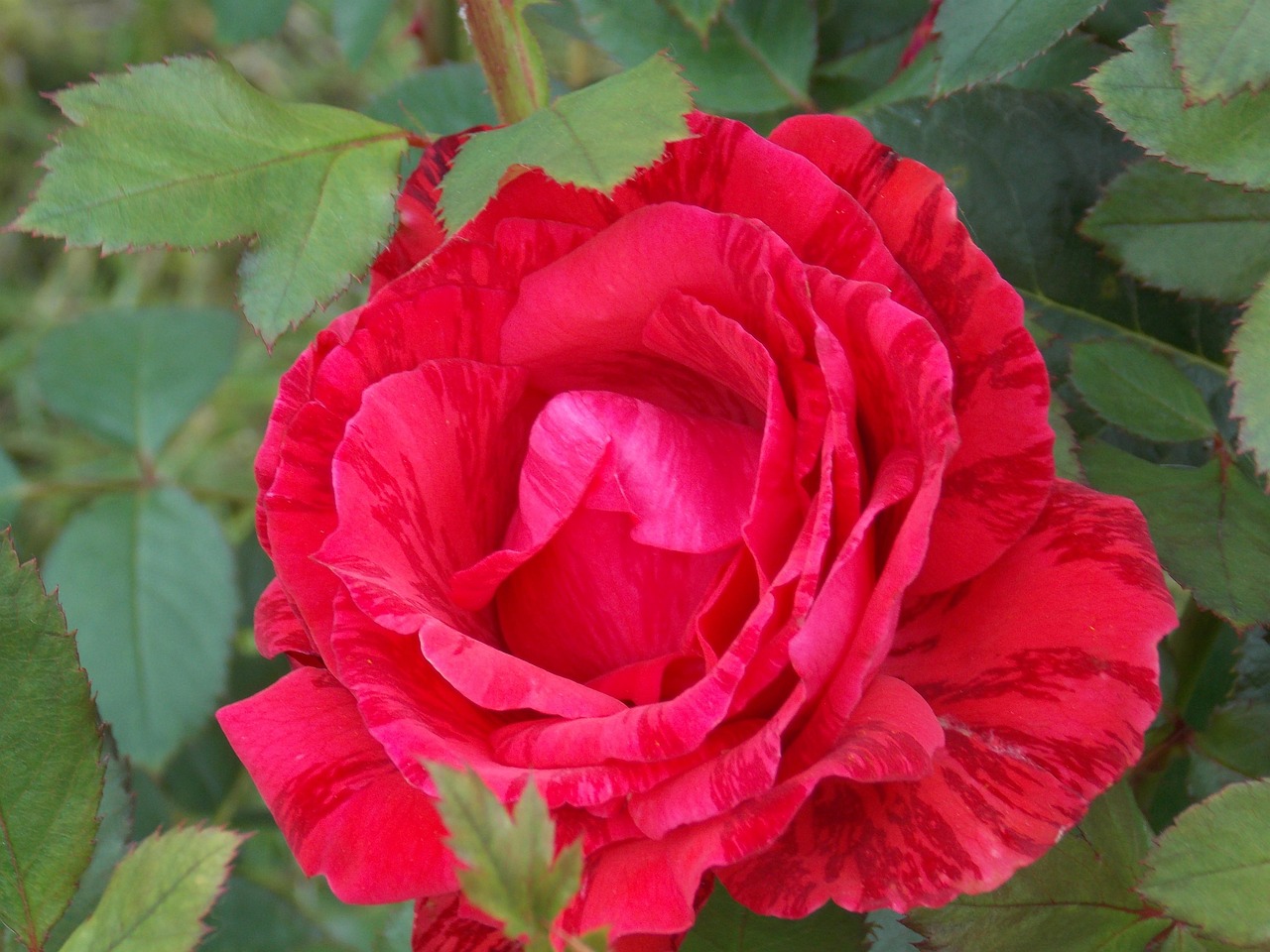 Rose Nature Flora - Free photo on Pixabay - Pixabay