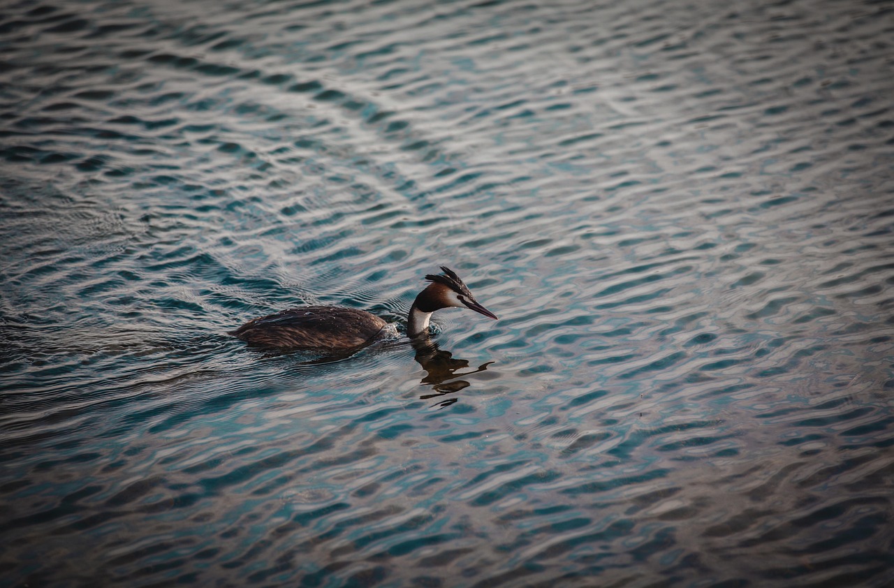 20,000+ Free Aquatic Habitat & Habitat Images - Pixabay
