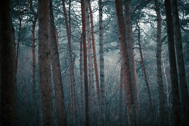 Floresta Região Selvagem Arvores - Foto gratuita no Pixabay - Pixabay