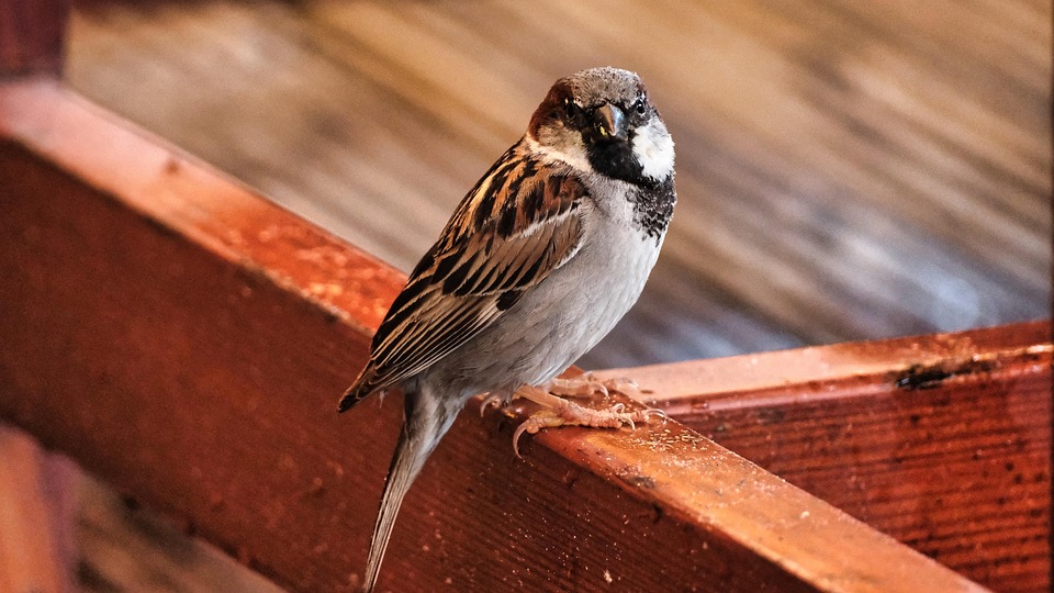 Sparrow Bird Perched - Free photo on Pixabay - Pixabay