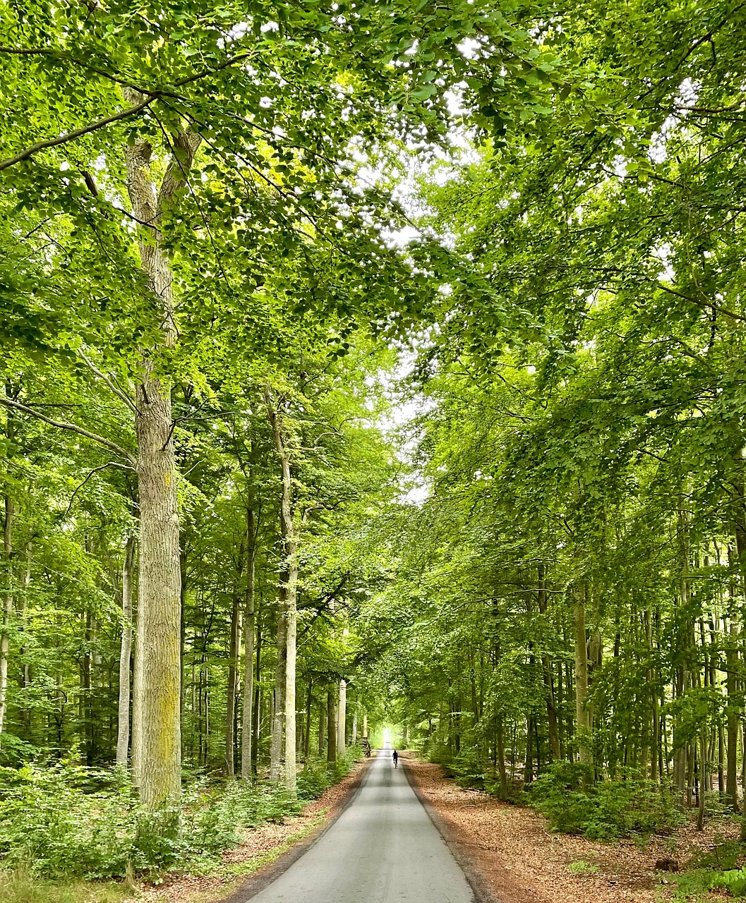 Road Alley Nature Forest Country Road Trought Tree Alley In 10363806