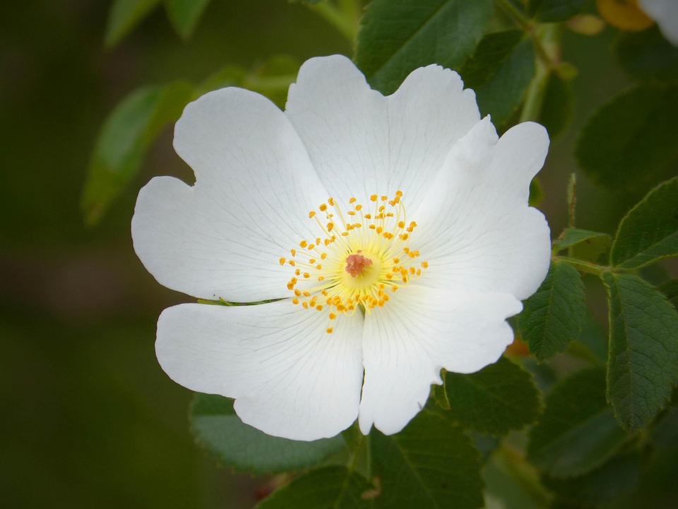Hund Rose Blume Rosa Canina - Kostenloses Foto auf Pixabay