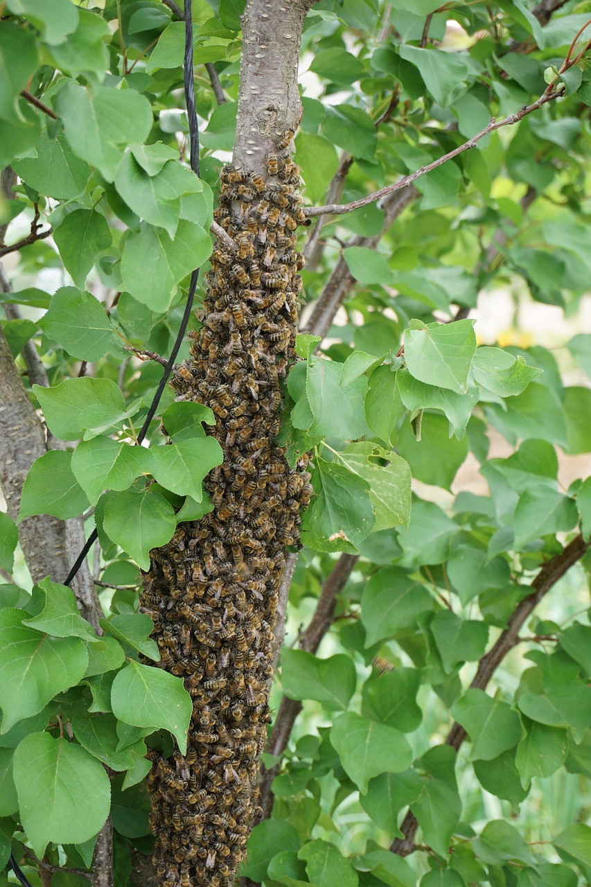 Bee Colony Branch - Free photo on Pixabay - Pixabay