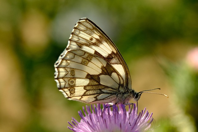 Butterfly Flower Pollinate - Free photo on Pixabay - Pixabay