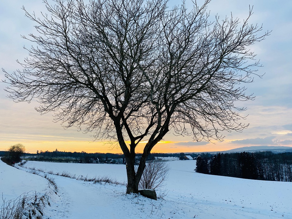 Arbre Hiver - Photo gratuite sur Pixabay - Pixabay