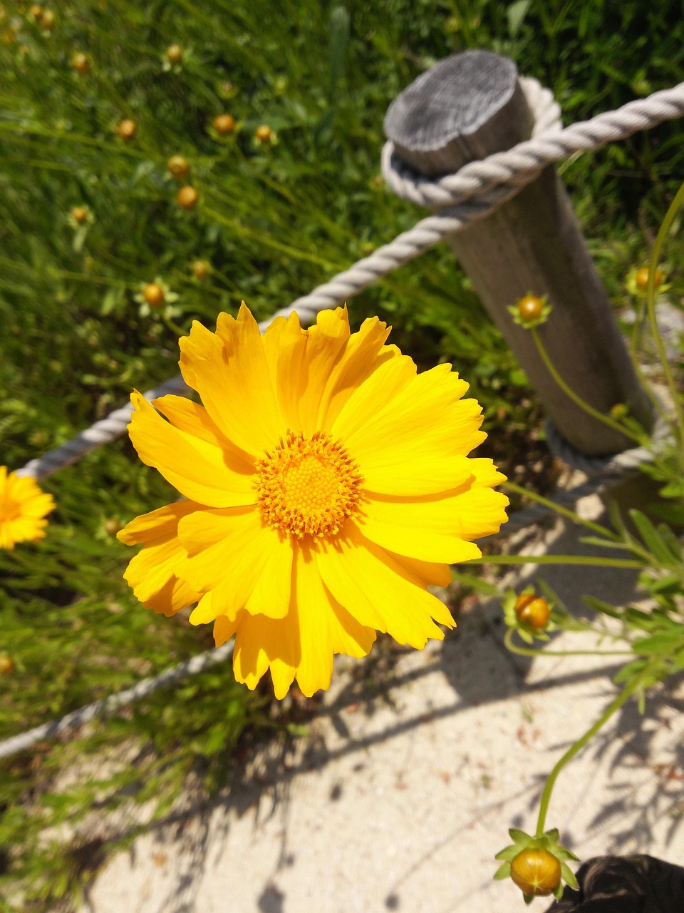 Blumen Blossom - Kostenloses Foto auf Pixabay - Pixabay