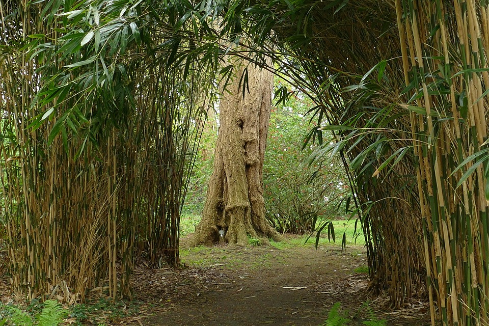 Bow Bamboo Bush - Free photo on Pixabay