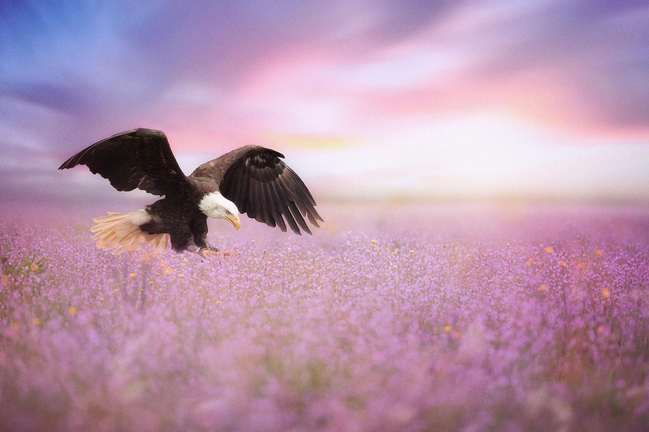 Flowers Field Eagle Animal - Free photo on Pixabay