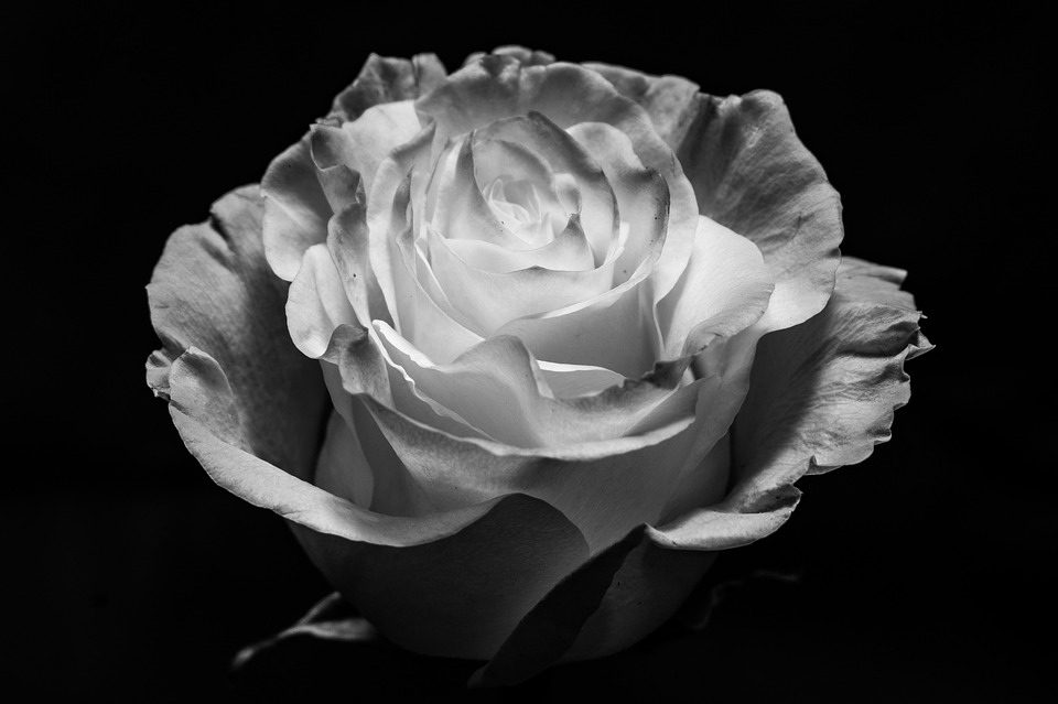 Flower Rose Monochrome - Free photo on Pixabay - Pixabay