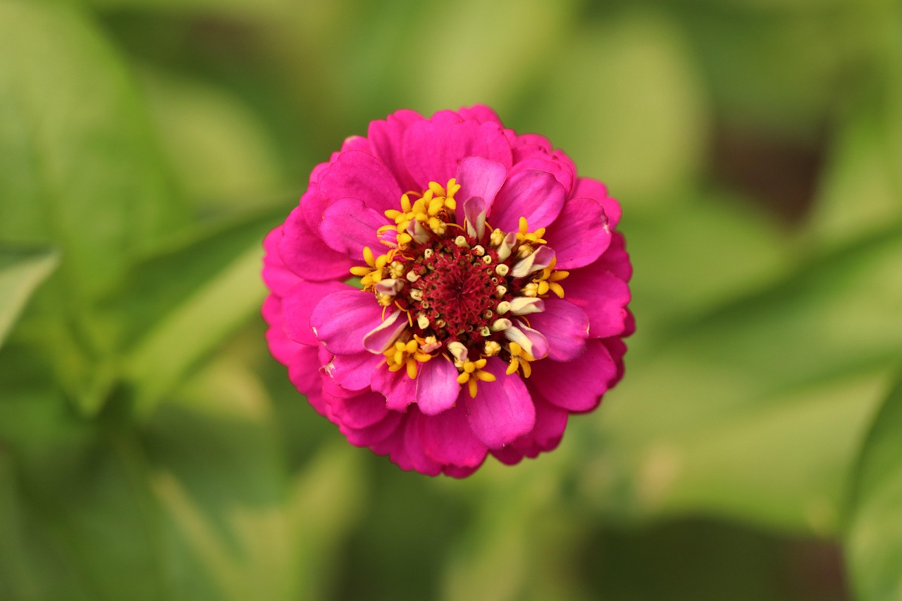 Zinnie Blume Pinke - Kostenloses Foto auf Pixabay - Pixabay