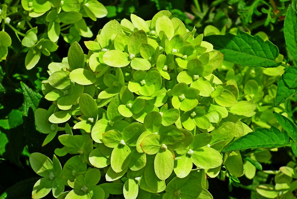 Hydrangea Bunga-Bunga - Foto gratis di Pixabay - Pixabay