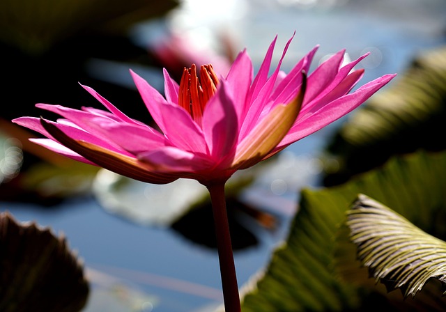 Teratai Bunga Kolam Merah - Foto gratis di Pixabay - Pixabay