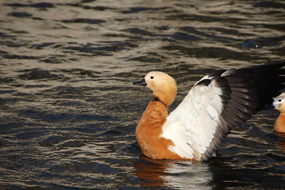 Ruddy Patos Shelduck Pato Lago - Foto gratis en Pixabay - Pixabay