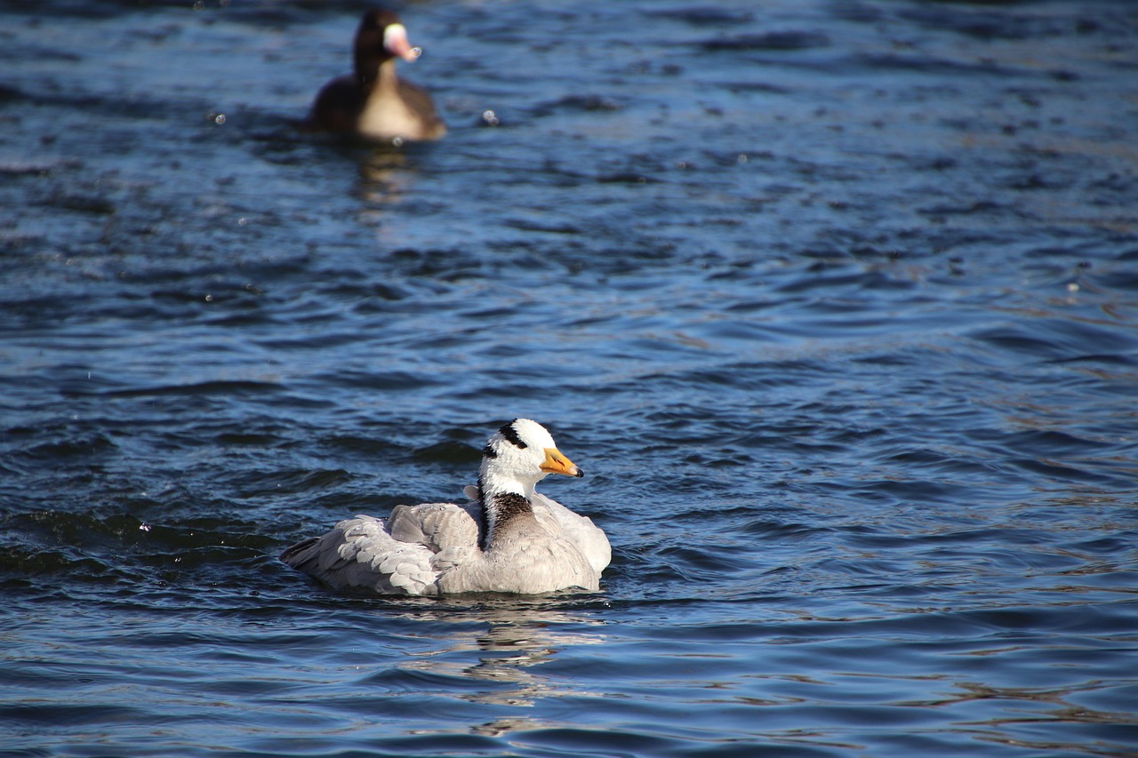 Bar-Headed Goose Duck - Free photo on Pixabay