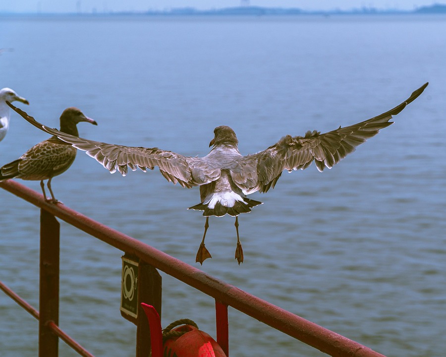 Bird Flying Sea - Free photo on Pixabay - Pixabay