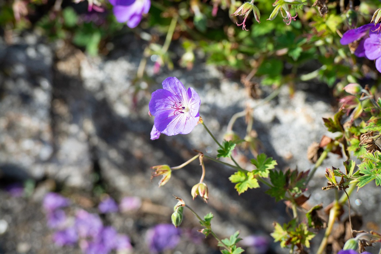 Violet Fleurs Jardin - Photo gratuite sur Pixabay - Pixabay