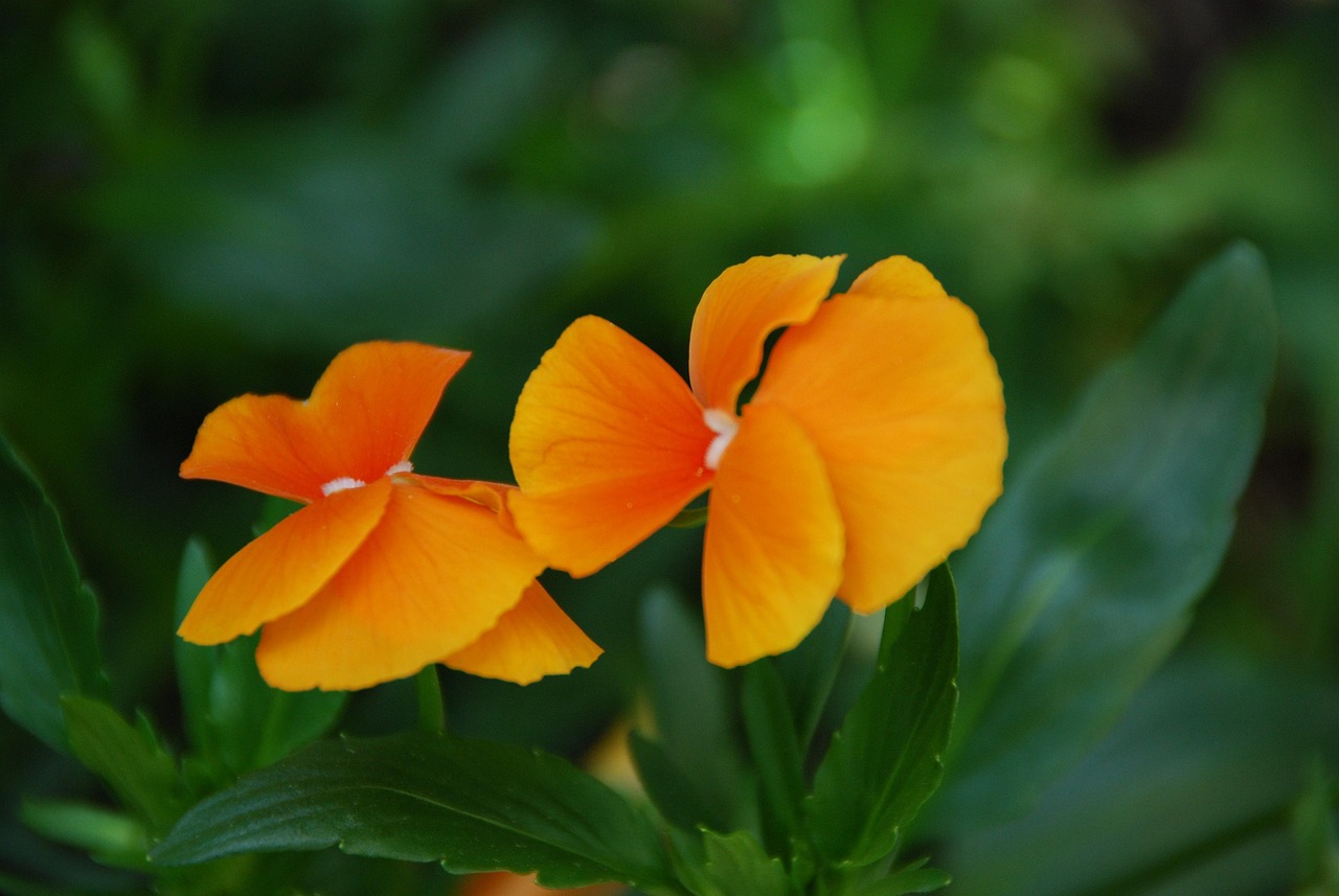 Flowers Orange Garden - Free photo on Pixabay