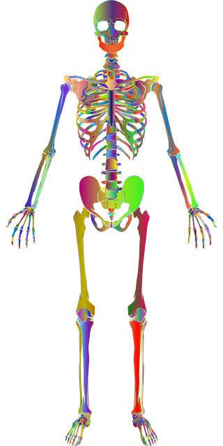 20+ Free Skeletal System & Skeleton Images - Pixabay