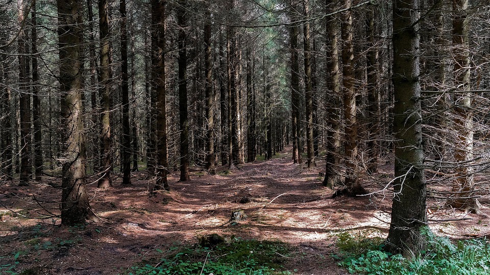Árboles Bosque Desierto - Foto gratis en Pixabay - Pixabay