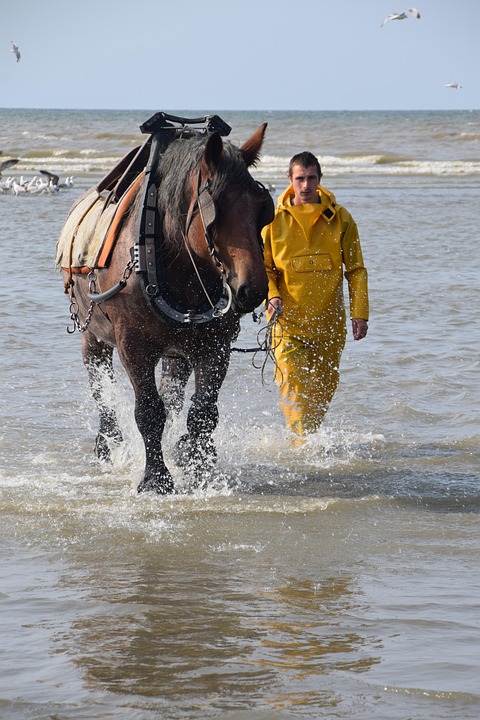 Fishing Sea Horse - Free photo on Pixabay