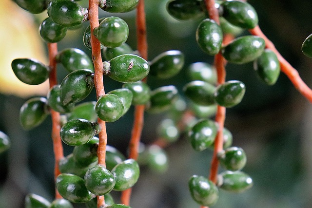 40,000+ Free Tropical Shrub & Tropical Images - Pixabay