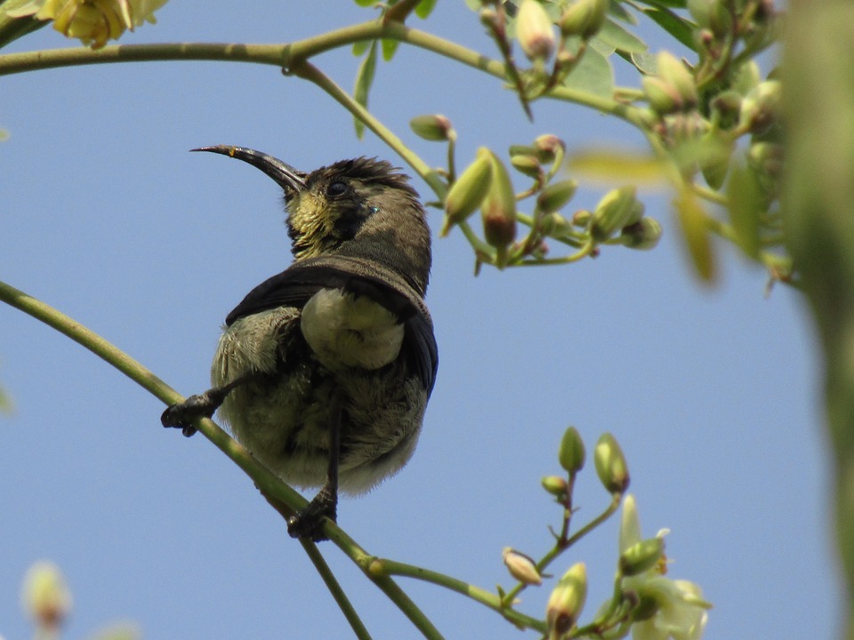 Sunbird Bird Perched - Free photo on Pixabay - Pixabay
