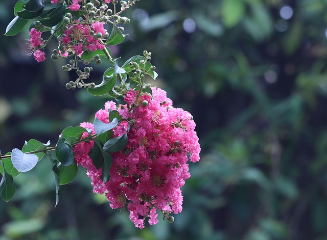 Crape Myrtle Pink Flowers - Free photo on Pixabay - Pixabay