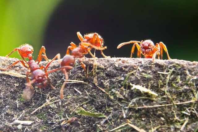 Ant Animal Nature Up - Free photo on Pixabay - Pixabay