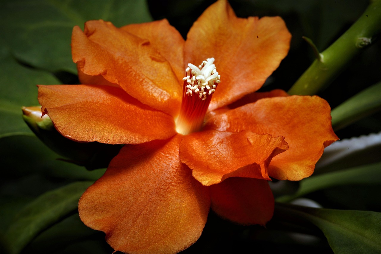 Bunga Jeruk Pereskia Sacharosa - Foto gratis di Pixabay - Pixabay