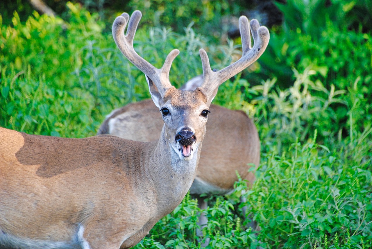 Cervo Chifre Animal - Foto gratuita no Pixabay - Pixabay