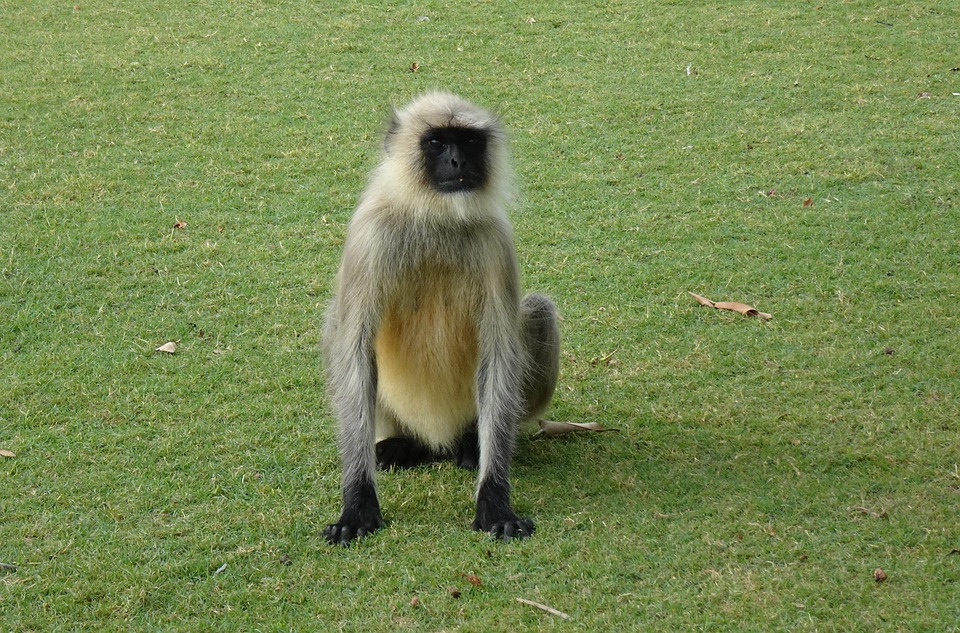 Langur Gris Singe Hanuman - Photo gratuite sur Pixabay