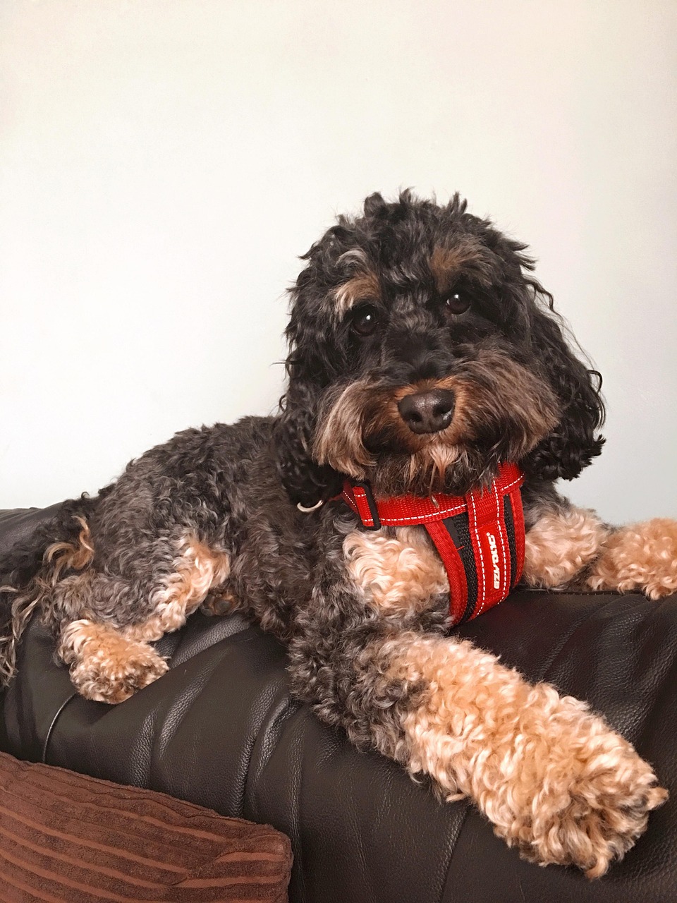 Cachorro Fofinho Filhote De - Foto gratuita no Pixabay - Pixabay