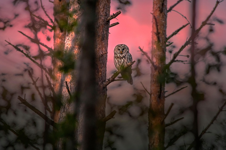 Ural Owl Bird Sunset - Free photo on Pixabay