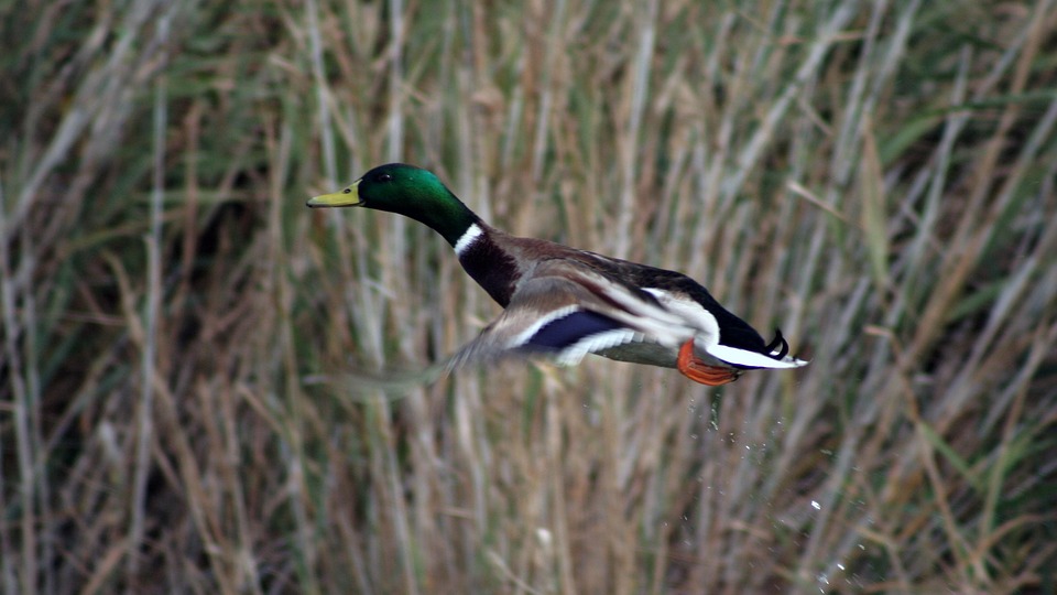 Bird Mallard Wild Duck - Free photo on Pixabay - Pixabay