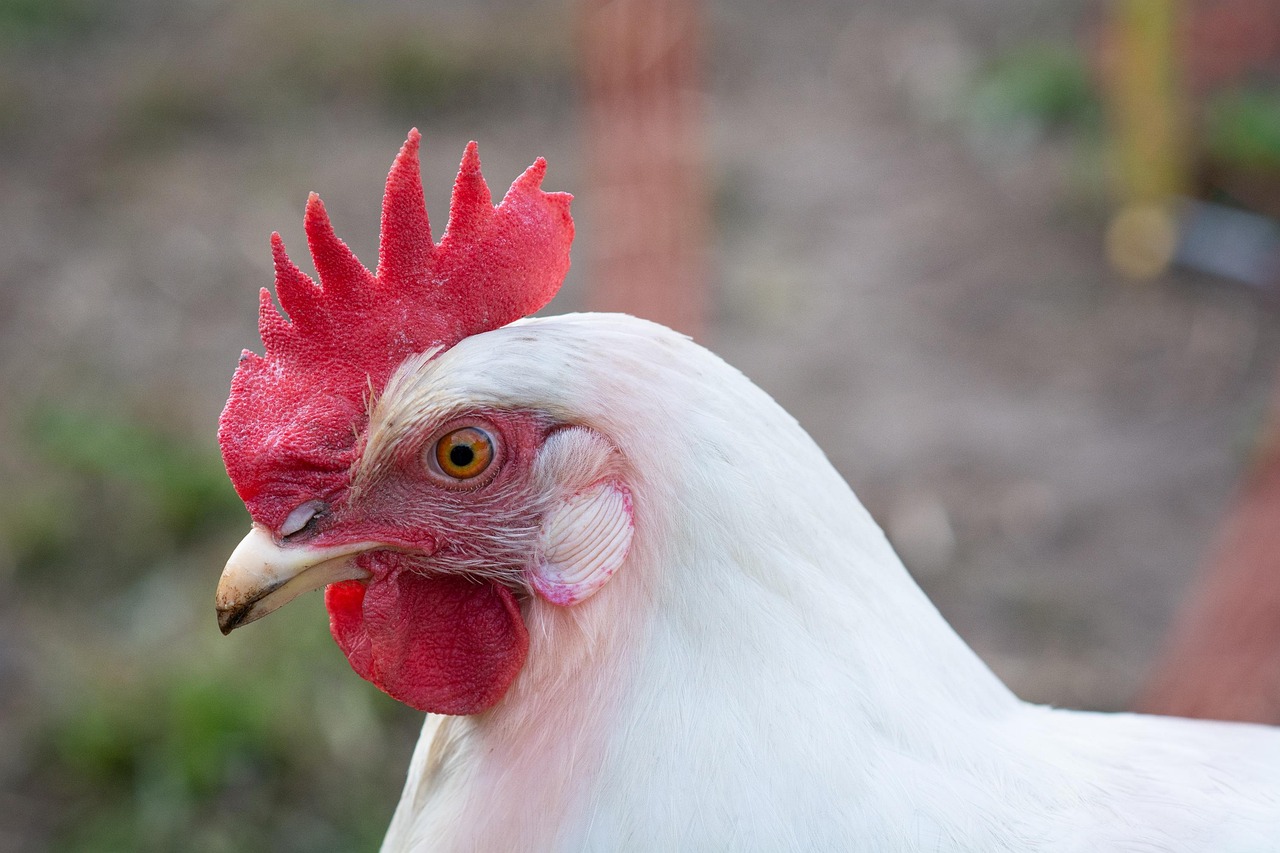 Hen Chicken Poultry - Free photo on Pixabay