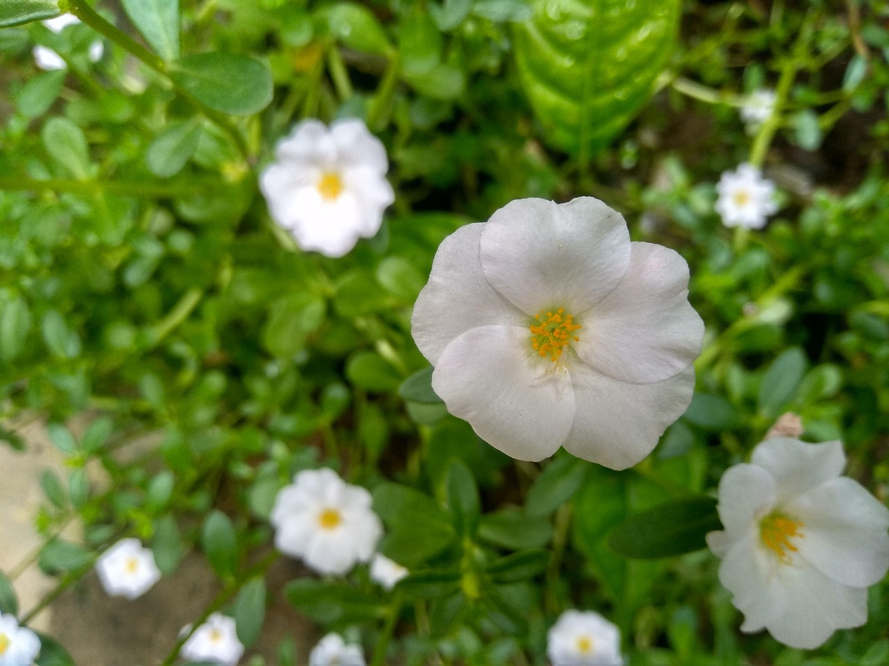 Musgo Portulaca Grandiflora Flor - Foto gratuita no Pixabay - Pixabay