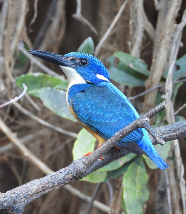 블루 Kingfisher 새 앉아 - Pixabay의 무료 사진 - Pixabay