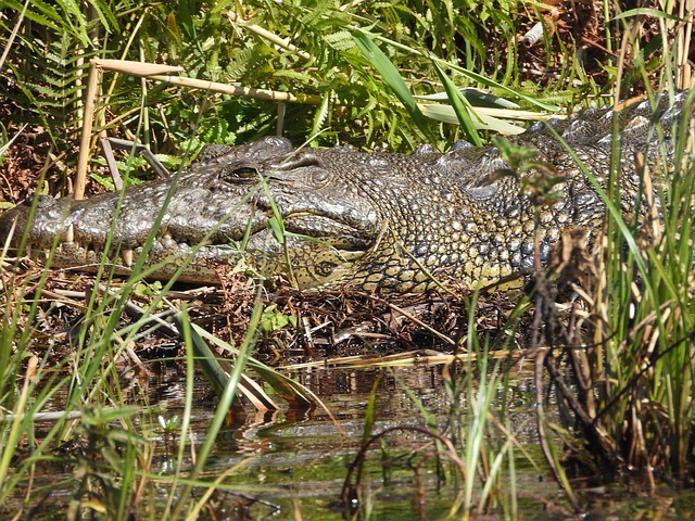 Nile Crocodile Habitat Reptile - Free photo on Pixabay