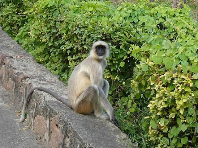 100+ Free Hanuman & Langur Images - Pixabay