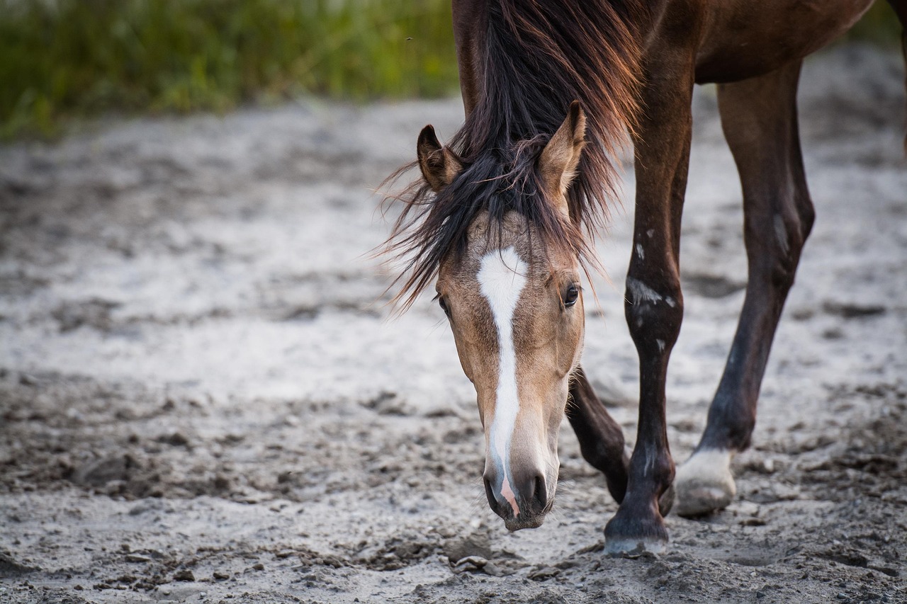 Horse Animal Mammal - Free photo on Pixabay - Pixabay