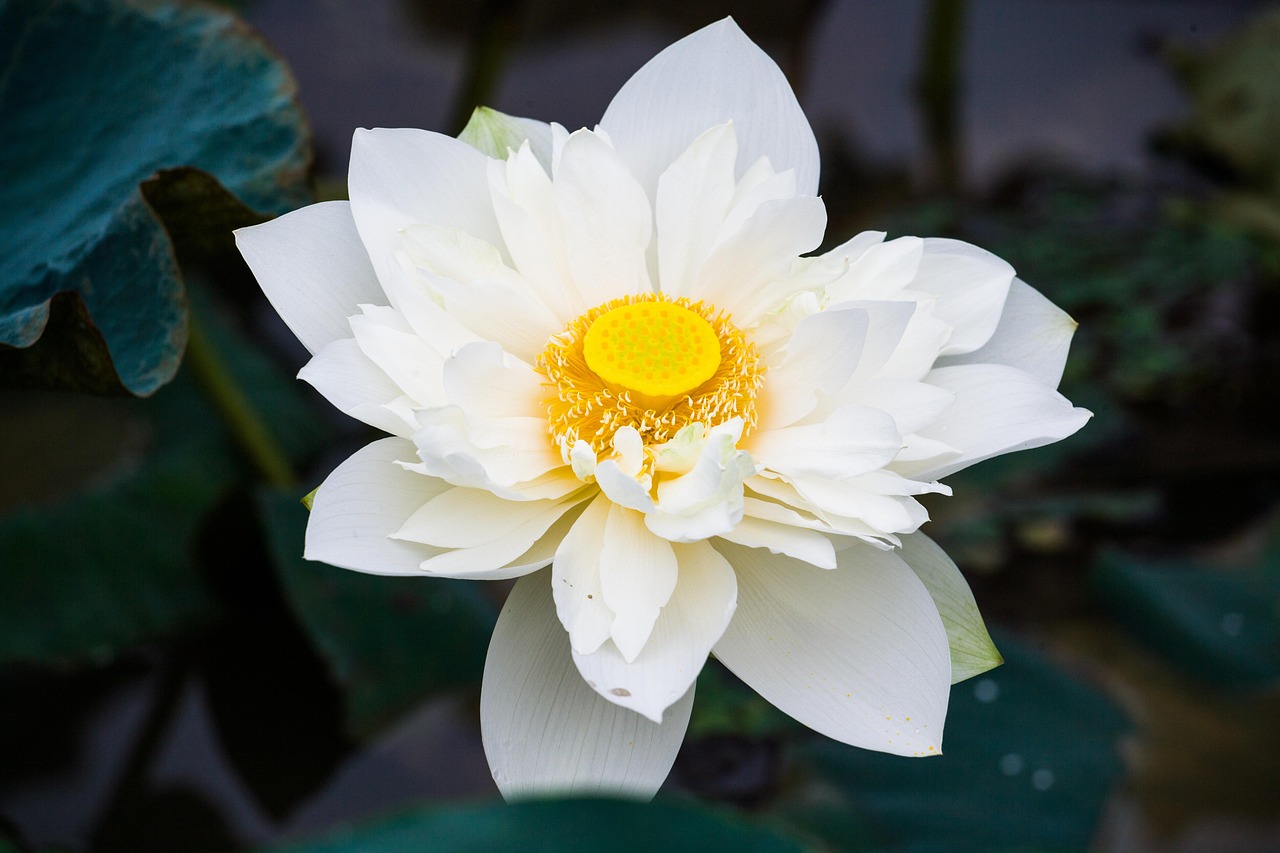 Free Images Ảnh - Tải ảnh miễn phí - Pixabay
